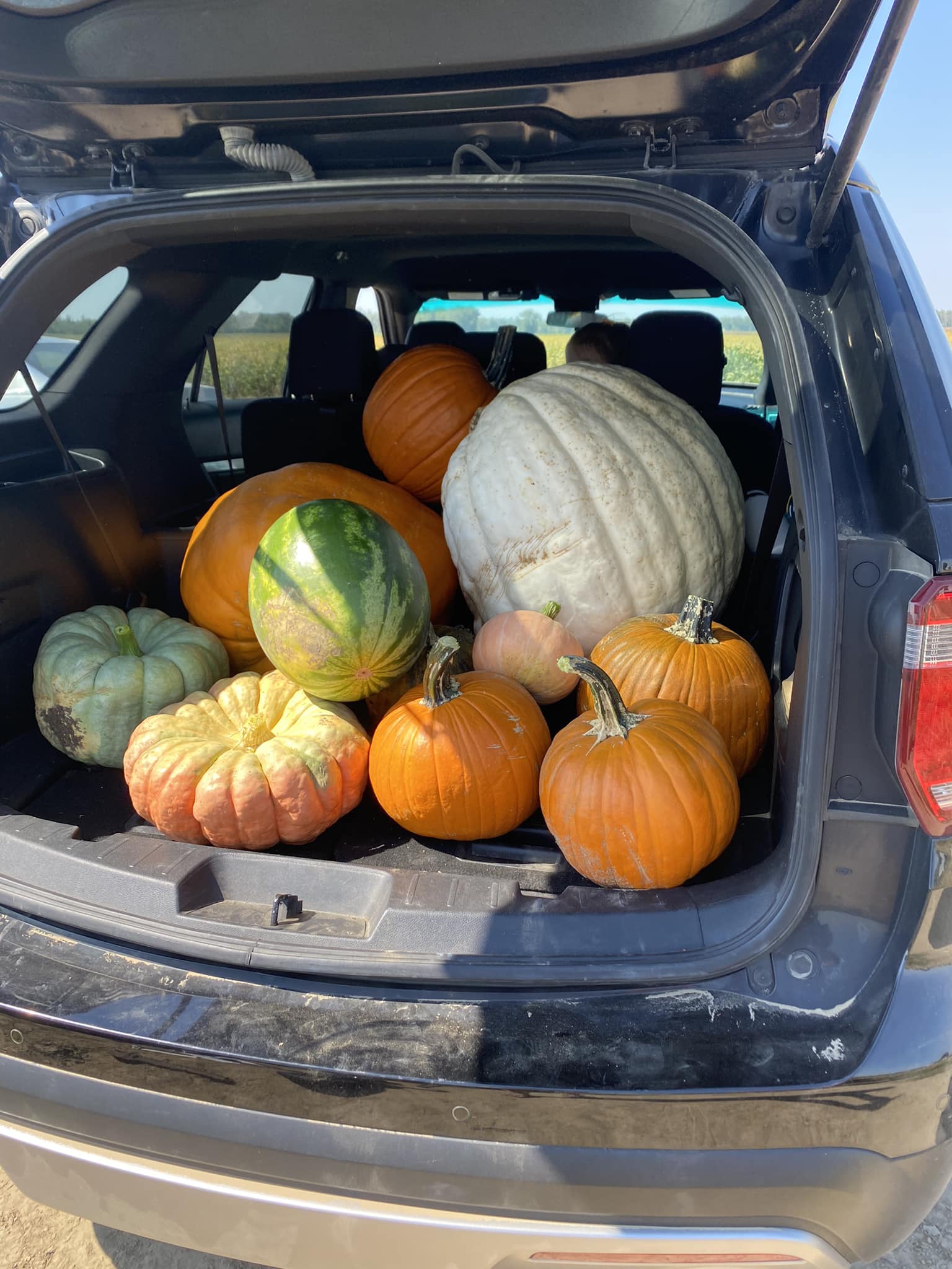 Our Pumpkin Patch – 3 Girls and a Tractor